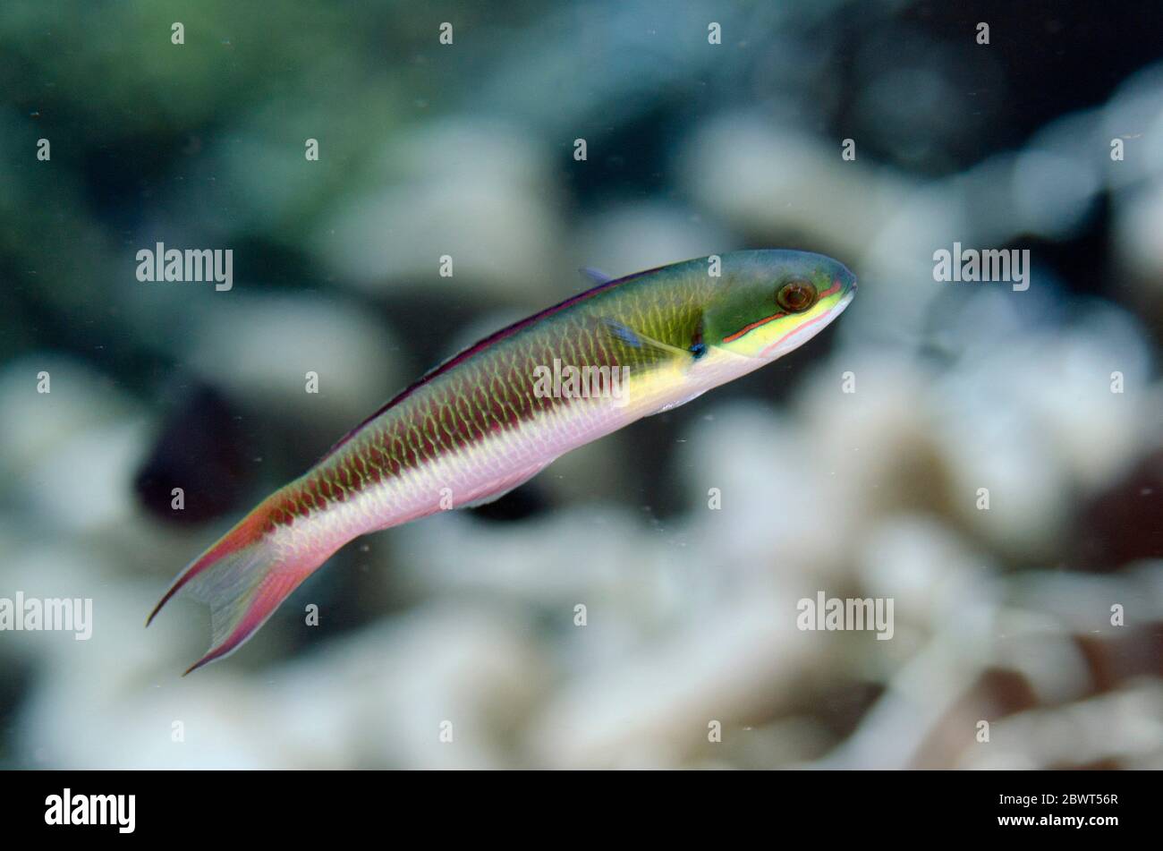 Two tone wrasse thalassoma amblycephalum hi-res stock photography and ...