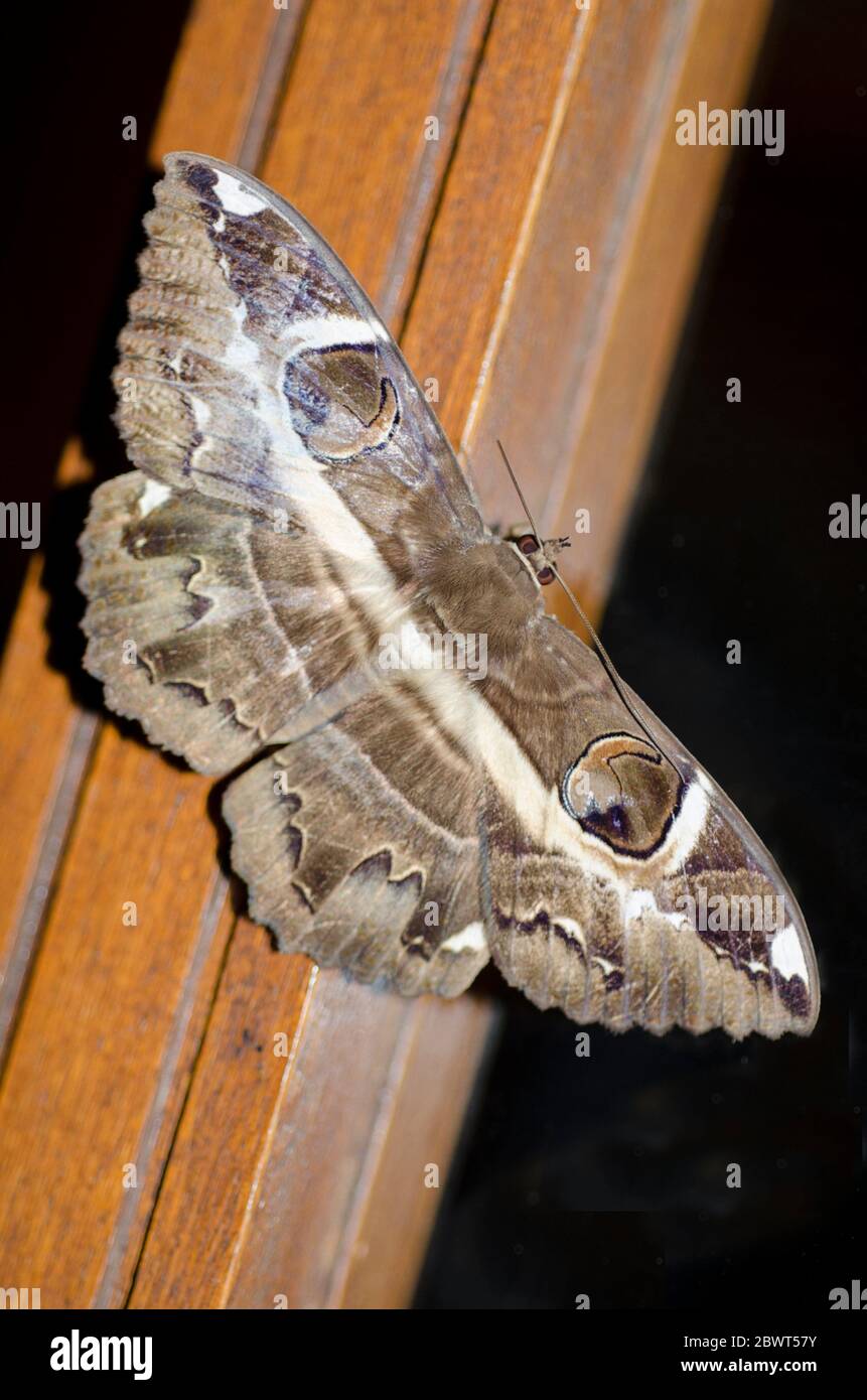 Owlet Moth High Resolution Stock Photography and Images - Alamy
