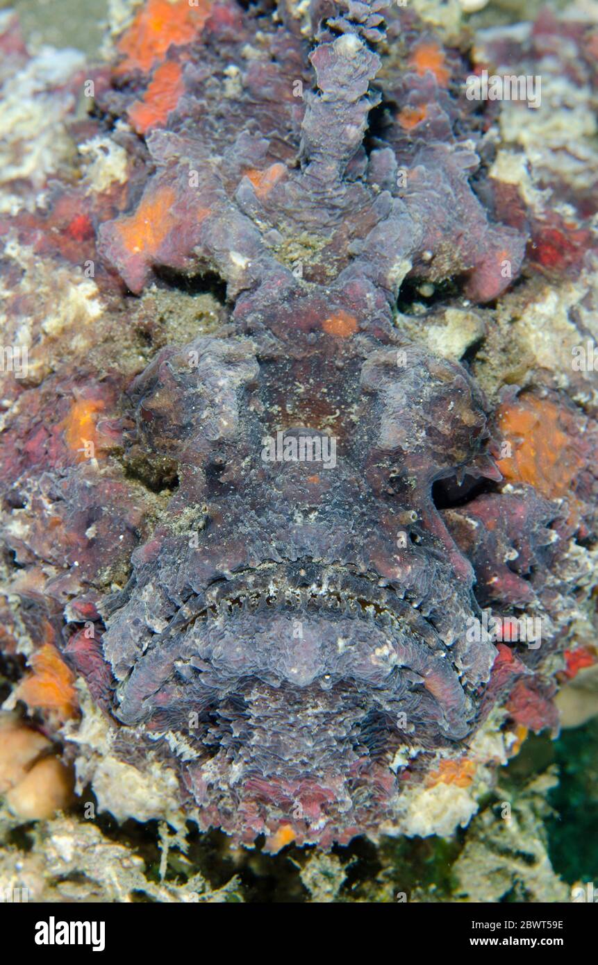 Stonefish High Resolution Stock Photography and Images - Alamy