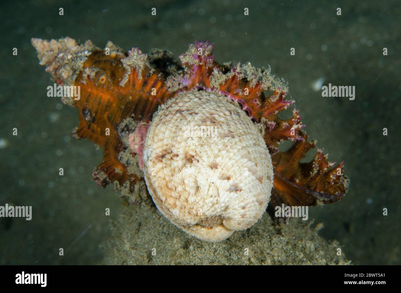 Acrosterigma elongata hi-res stock photography and images - Alamy