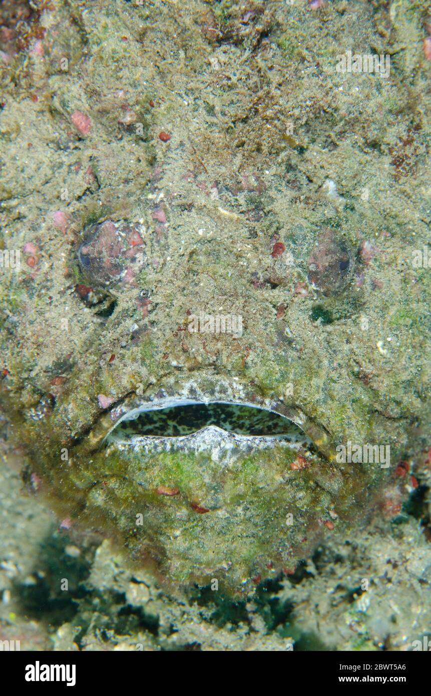Reef Stonefish High Resolution Stock Photography and Images - Alamy