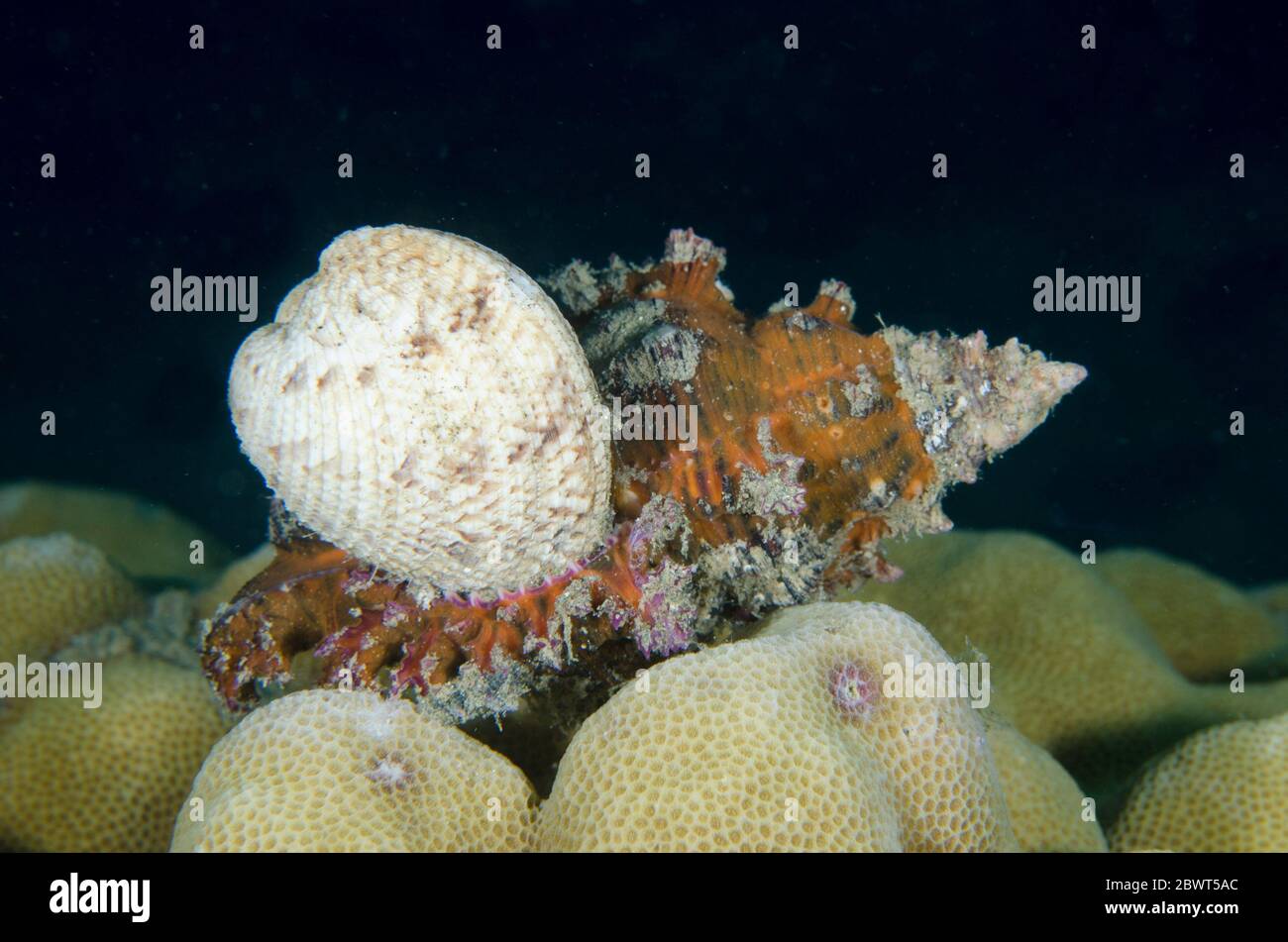 Acrosterigma elongata hi-res stock photography and images - Alamy