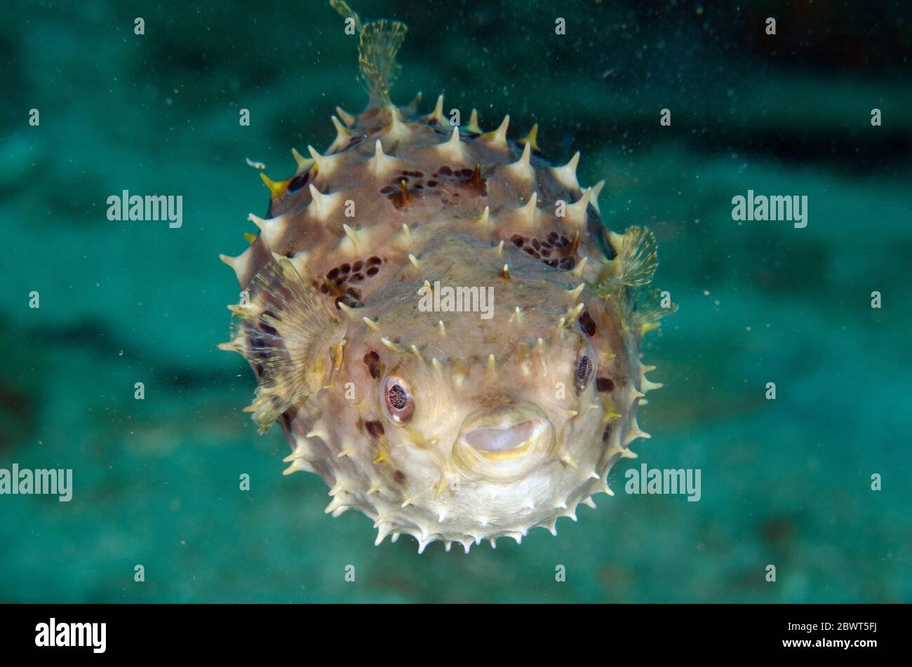 Cyclichthys orbicular hi-res stock photography and images - Alamy