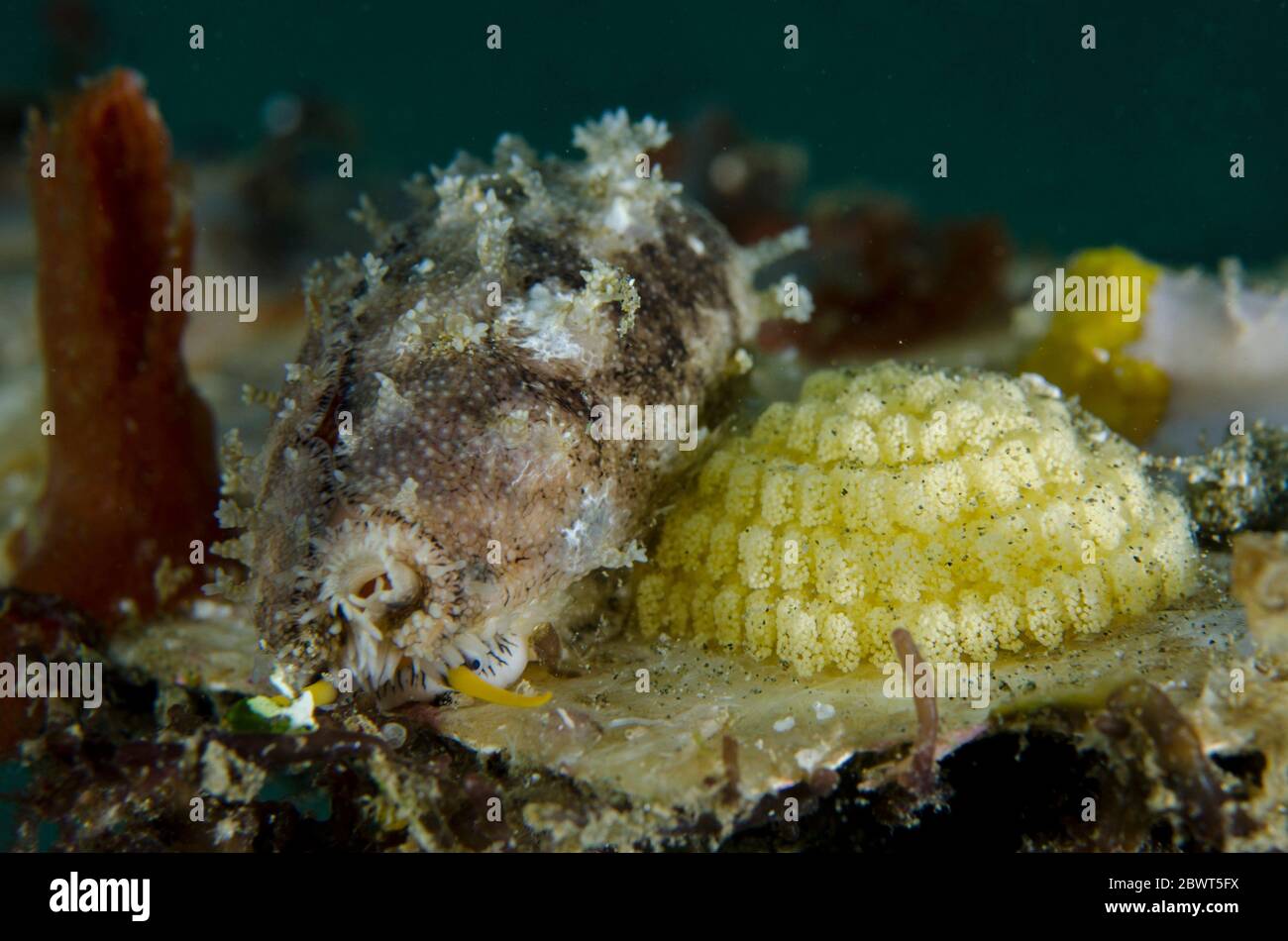 Cowrie Island High Resolution Stock Photography and Images - Alamy