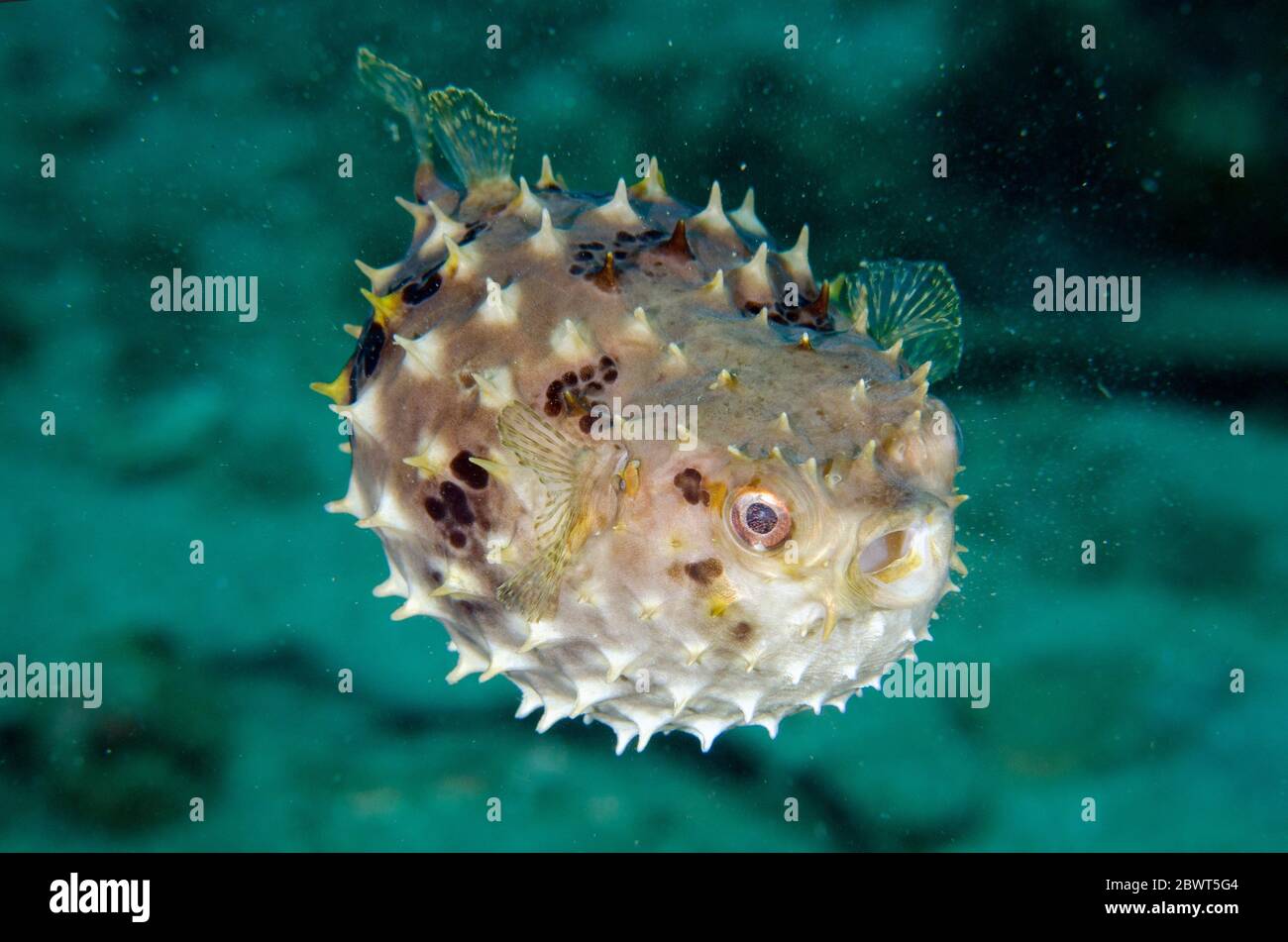 Burrfish High Resolution Stock Photography and Images - Alamy