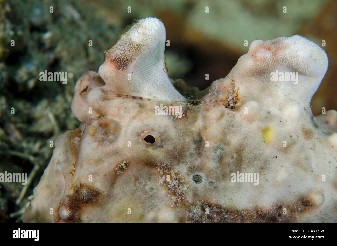 Largespotted Anglerfish High Resolution Stock Photography and Images ...