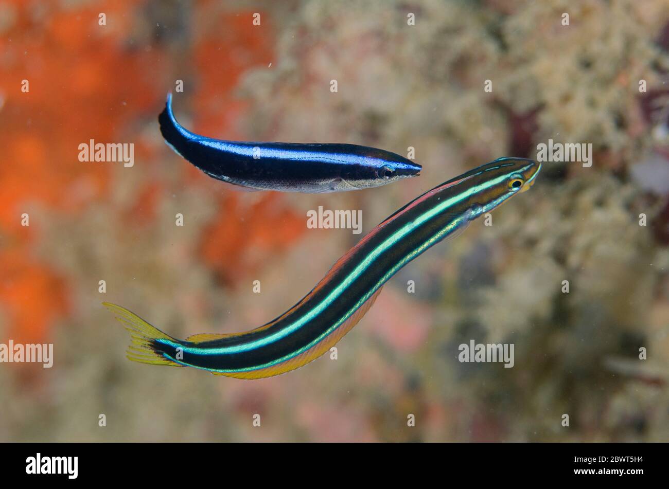 Sabretooth fish hi-res stock photography and images - Alamy