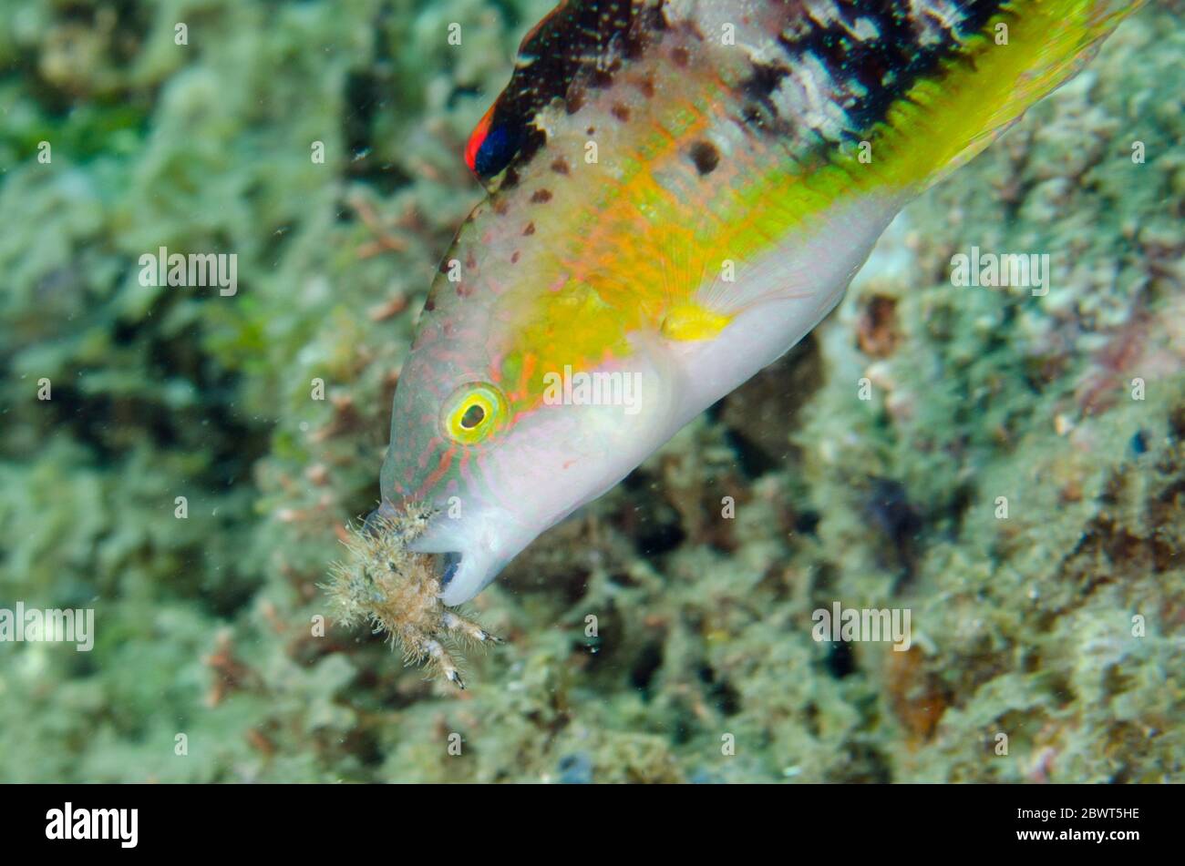 Maori Wrasse High Resolution Stock Photography and Images - Alamy