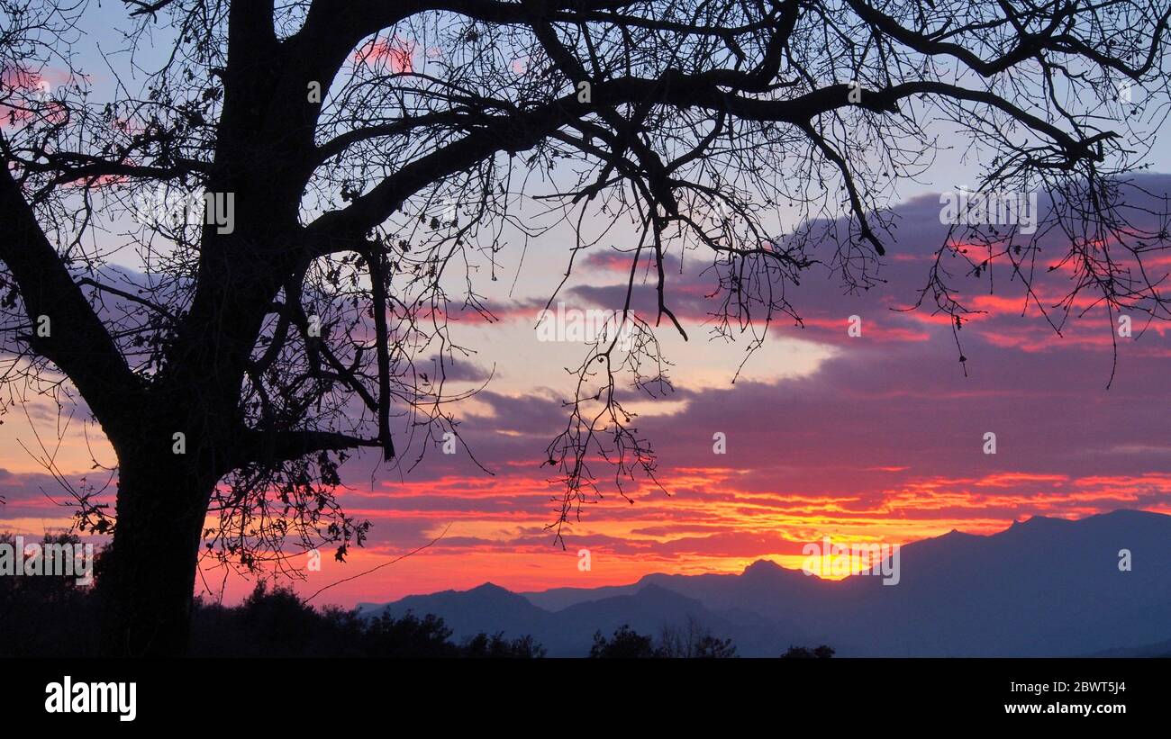 Backlit oak tree hi-res stock photography and images - Alamy