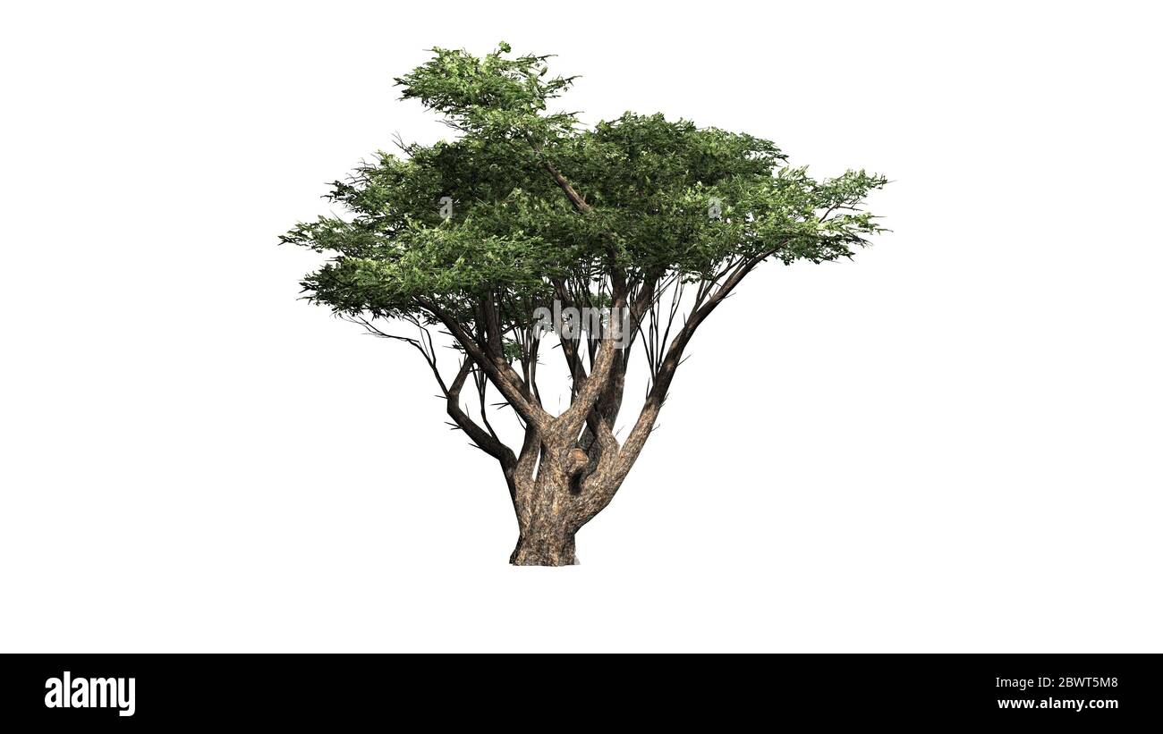 Acacia tree - isolated on white background Stock Photo - Alamy