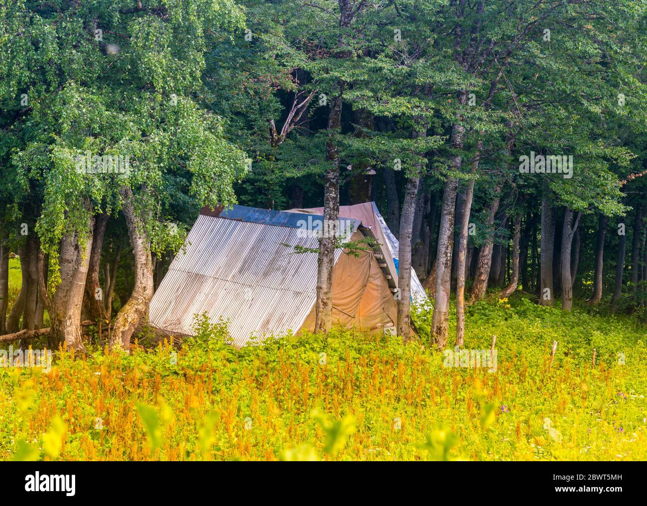 Beautiful scene with hut in the summer forest Stock Photo - Alamy