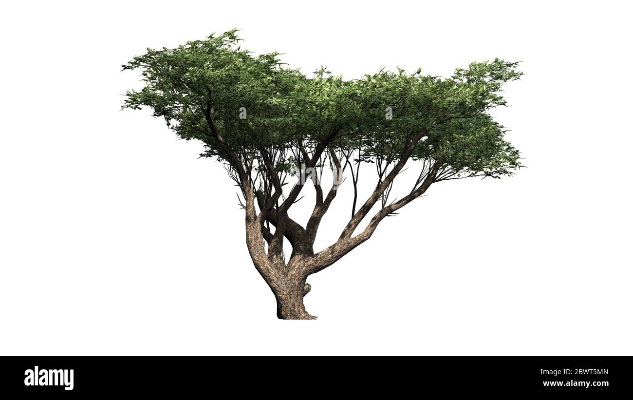 Acacia forest green trees Cut Out Stock Images & Pictures - Alamy
