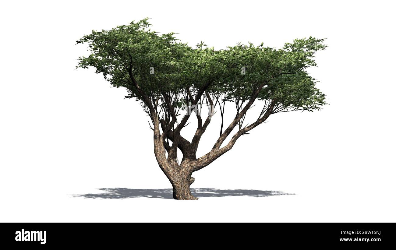 Acacia tree with shadow on the floor - isolated on white background ...