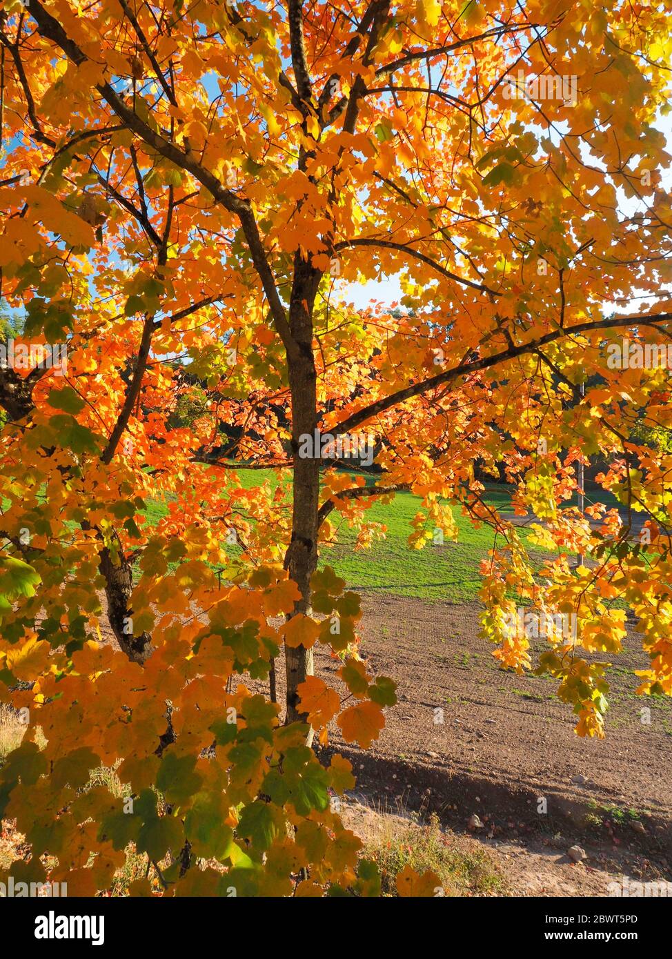 Italian maple tree hi-res stock photography and images - Alamy