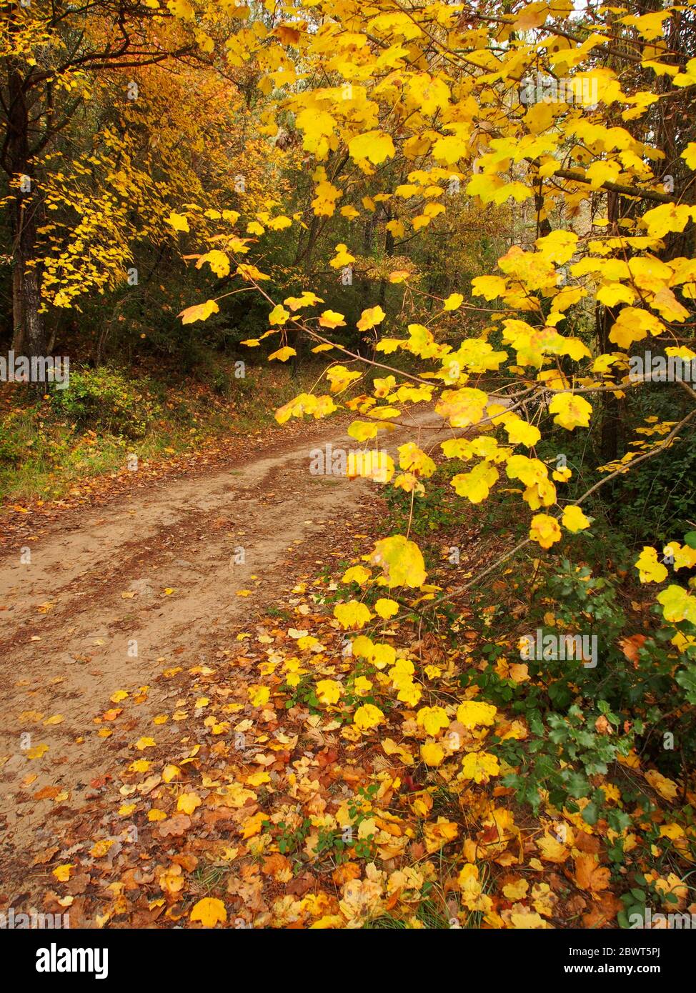 Italian Maple Tree High Resolution Stock Photography and Images - Alamy