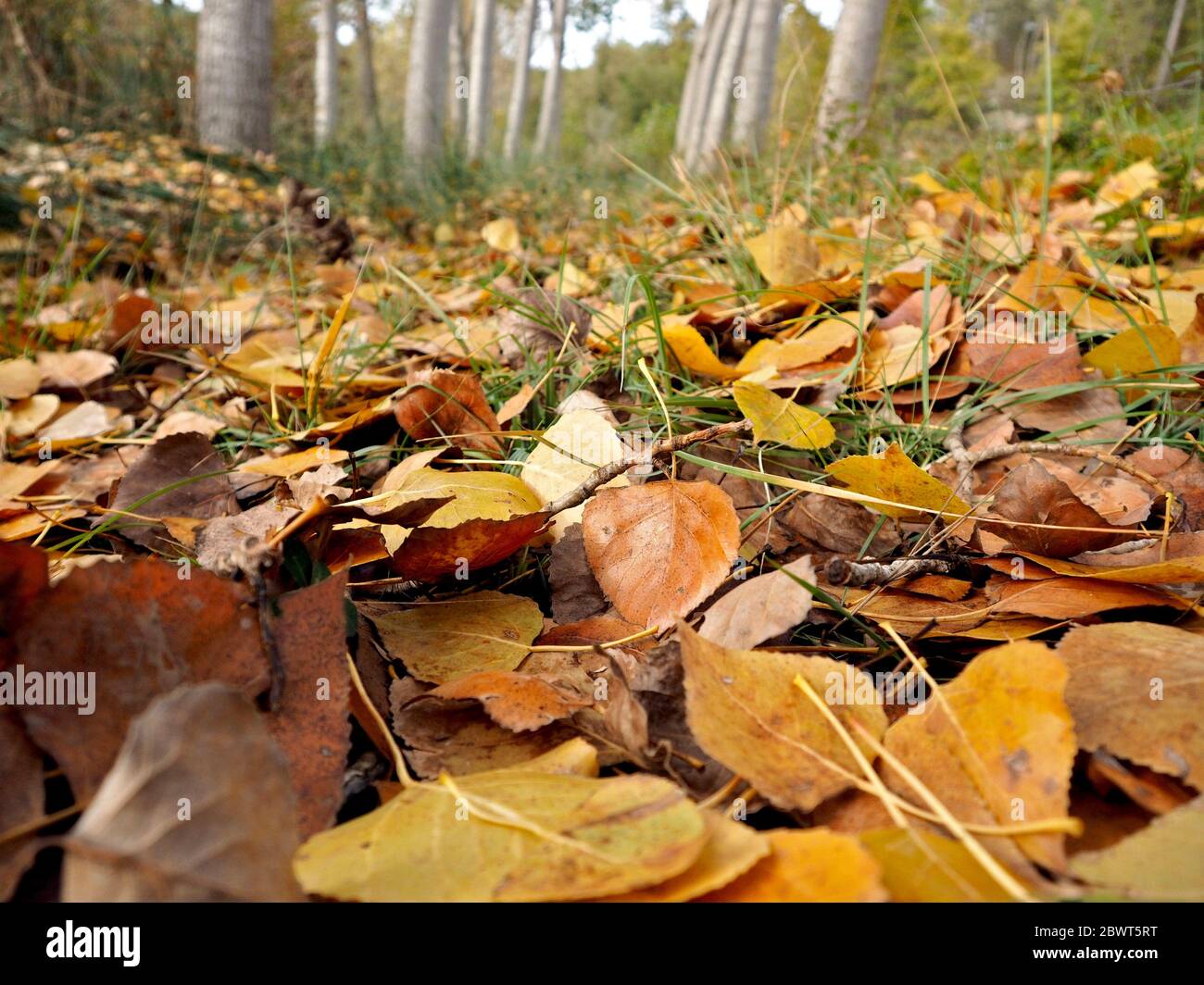 Black poplar populus nigra leaves hi-res stock photography and images ...