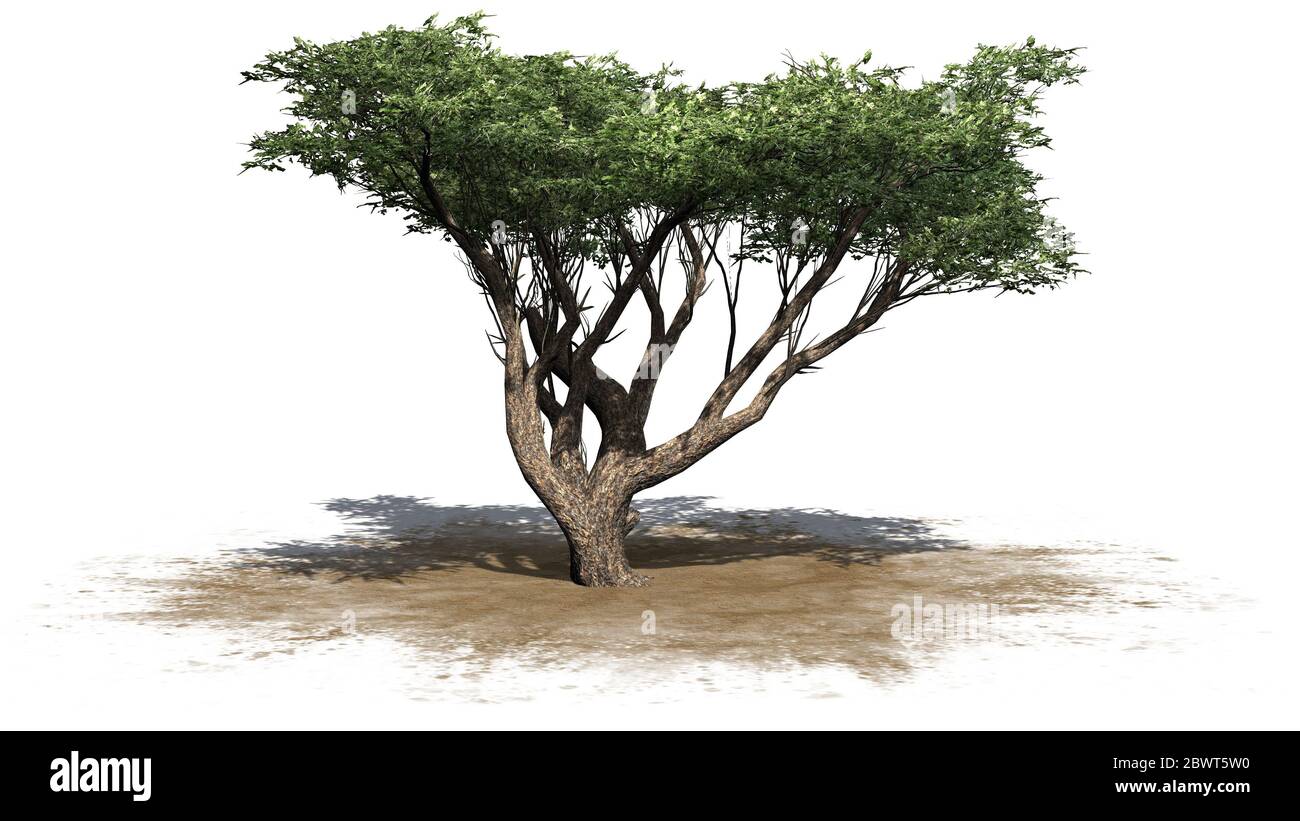 Acacia tree serengeti Cut Out Stock Images & Pictures - Alamy