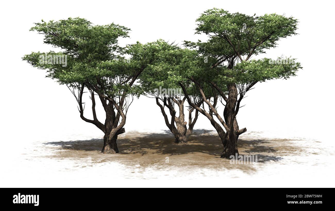 a little group of Acacia trees on a sand area - isolated on white ...