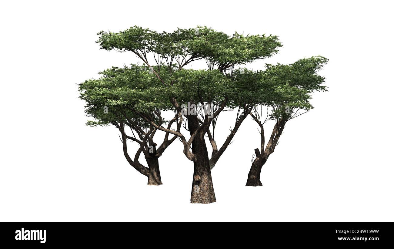 a little group of Acacia trees - isolated on white background Stock ...