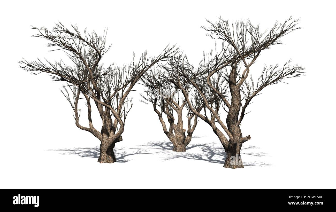 a little group of Acacia trees in winter with shadow on the floor ...