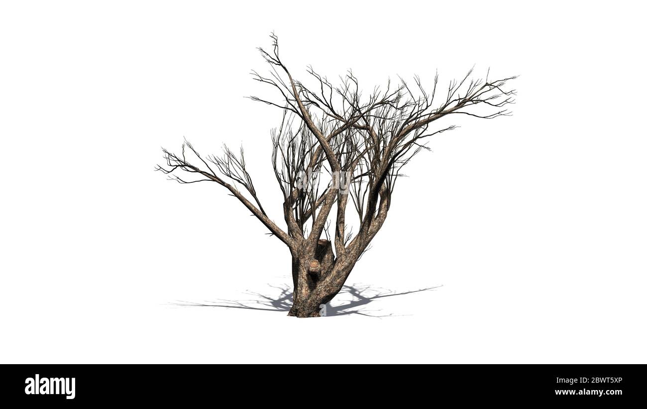 Acacia tree in winter with shadow on the floor - isolated on white ...