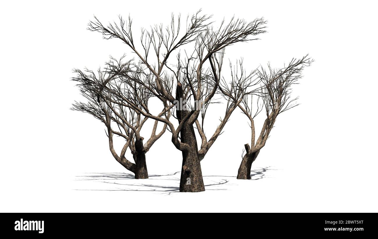 a little group of Acacia trees in winter with shadow on the floor ...