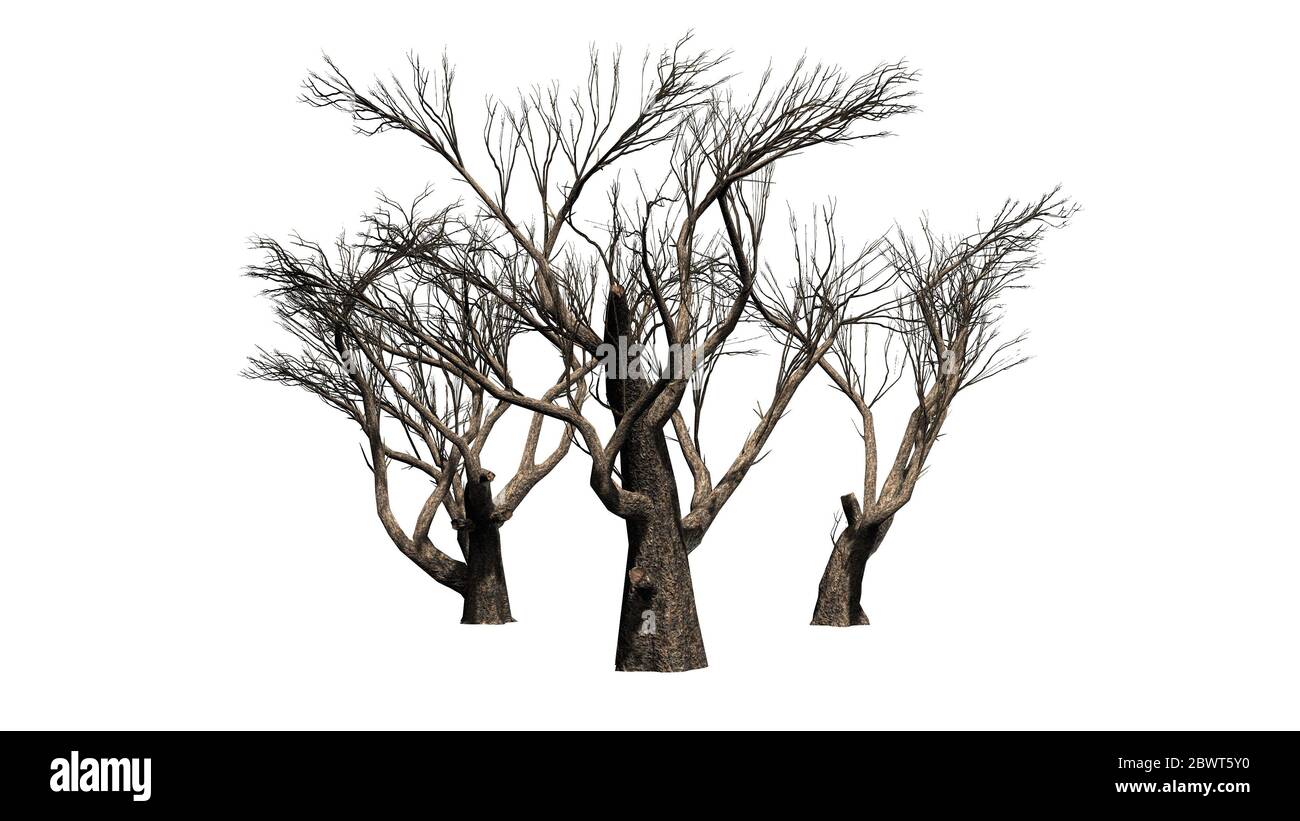 a little group of Acacia trees - isolated on white background Stock ...