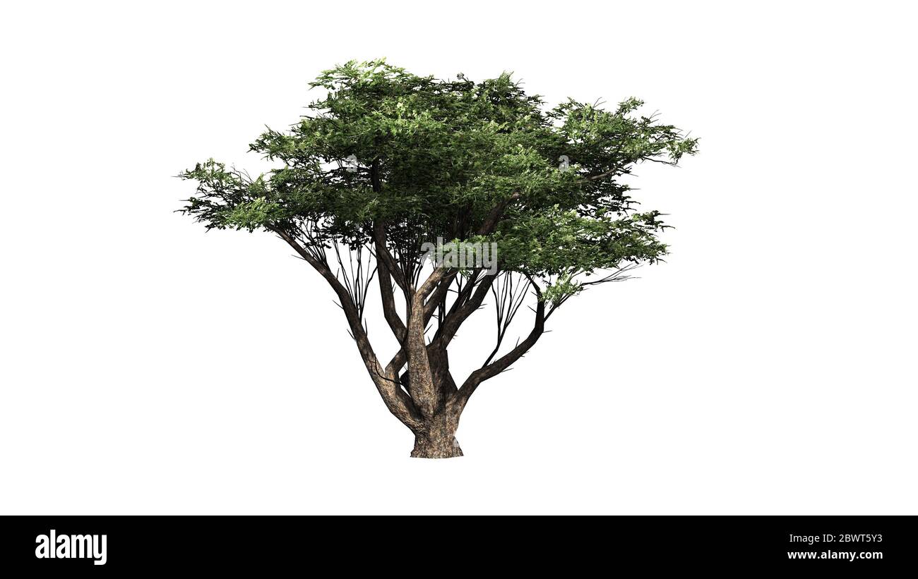 Tree bushes icon Cut Out Stock Images & Pictures - Alamy