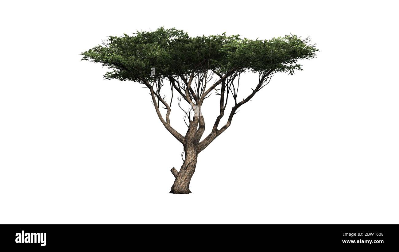 Acacia tree - isolated on white background Stock Photo - Alamy