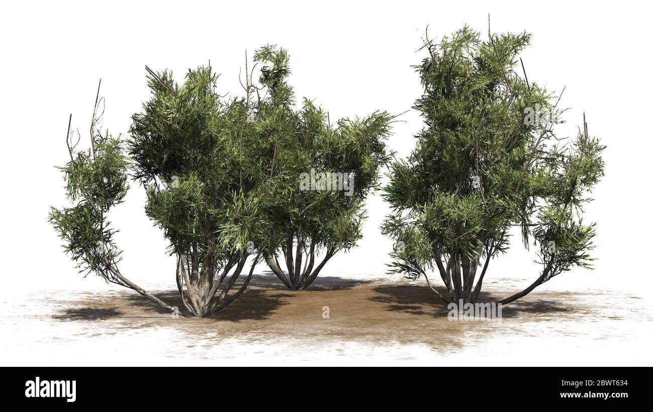 African Olive shrub group on sand area - isolated on white background ...