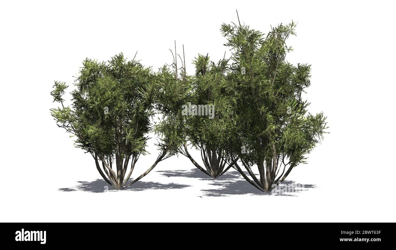 African Olive shrub group with shadow on the floor - isolated on white ...