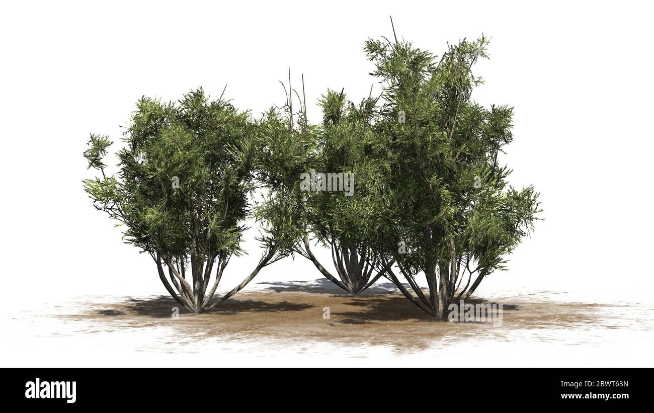 African Olive shrub group on sand area - isolated on white background ...