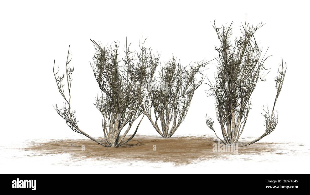 African Olive shrub group in winter on sand area - isolated on white ...