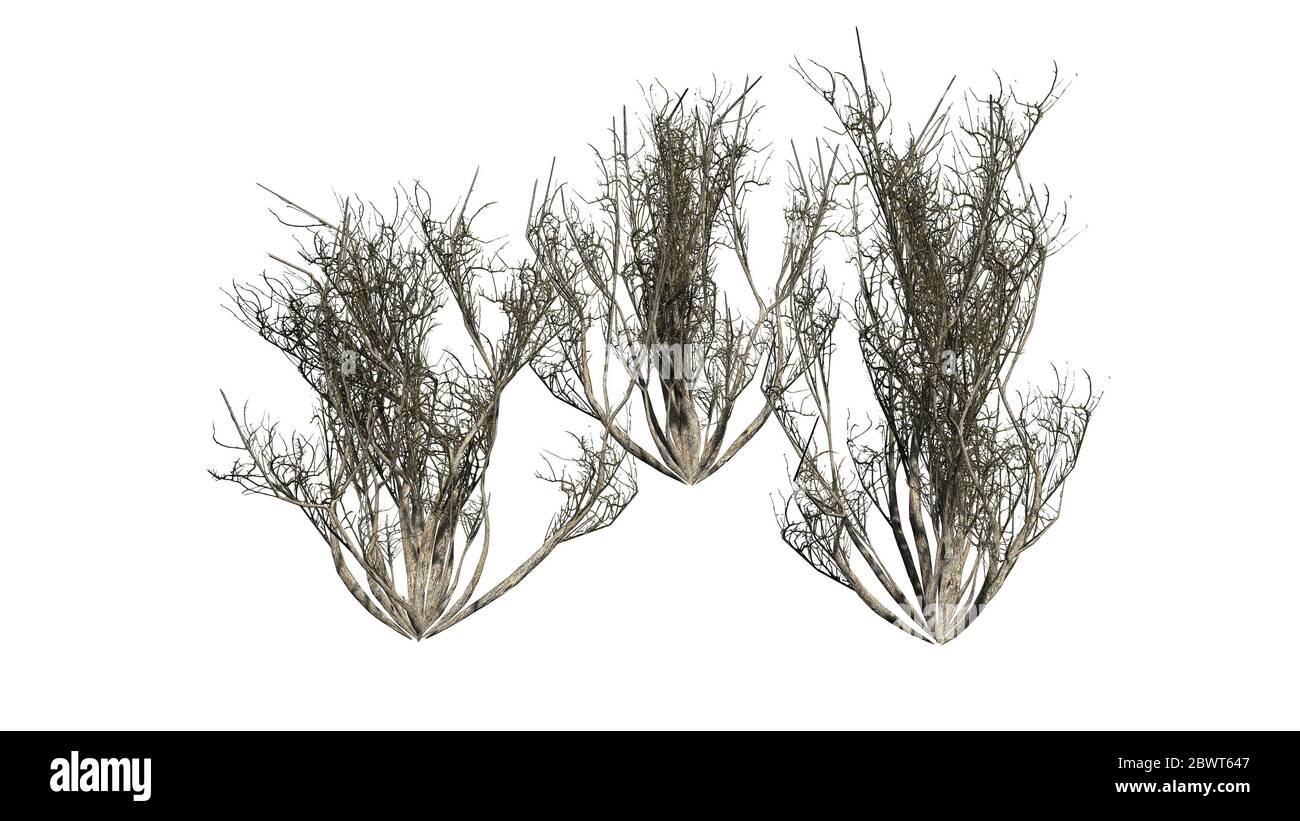 African Olive shrub group in winter - isolated on white background ...