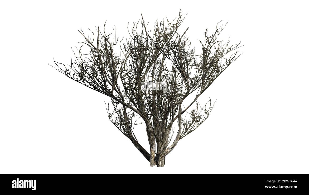 African Olive shrub in winter - isolated on white background Stock ...