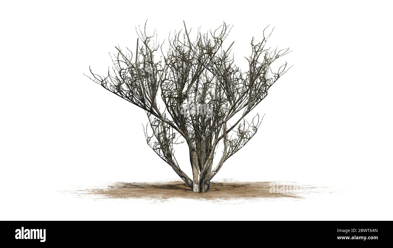 African Olive shrub in winter on sand area - isolated on white ...