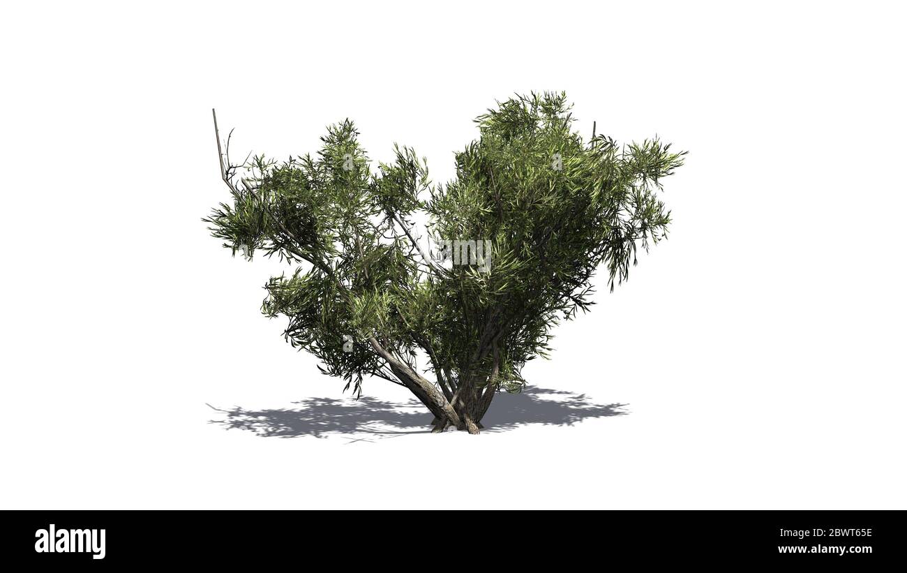 African Olive shrub with shadow on the floor - isolated on white ...
