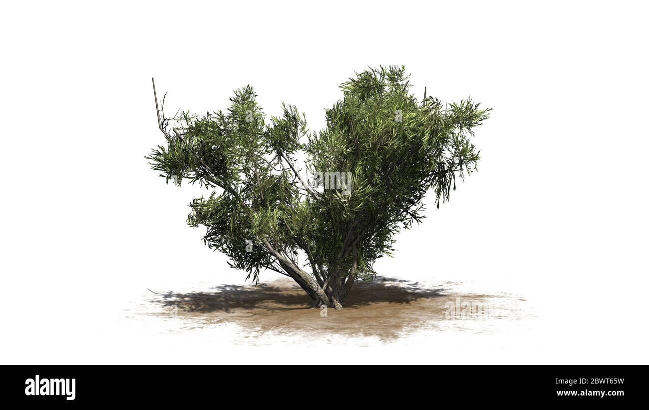 African Olive shrub on sand area - isolated on white background Stock ...