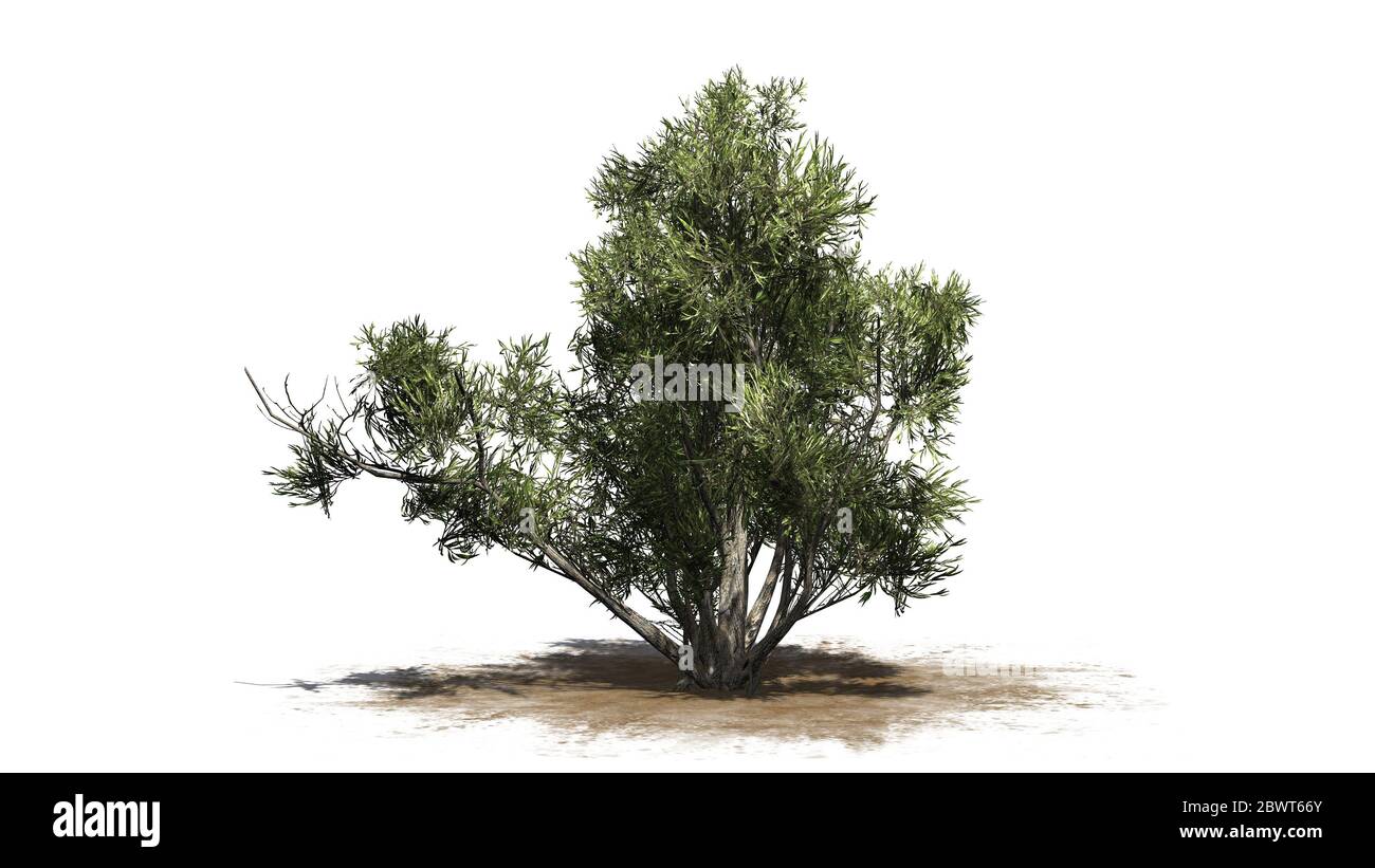 African Olive shrub on sand area - isolated on white background Stock ...