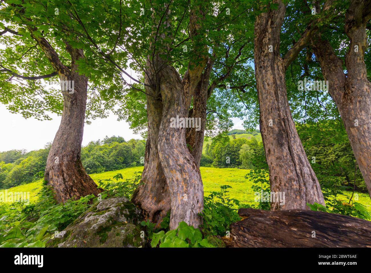 Beautiful scene at Caucasus mountains with trees Stock Photo - Alamy