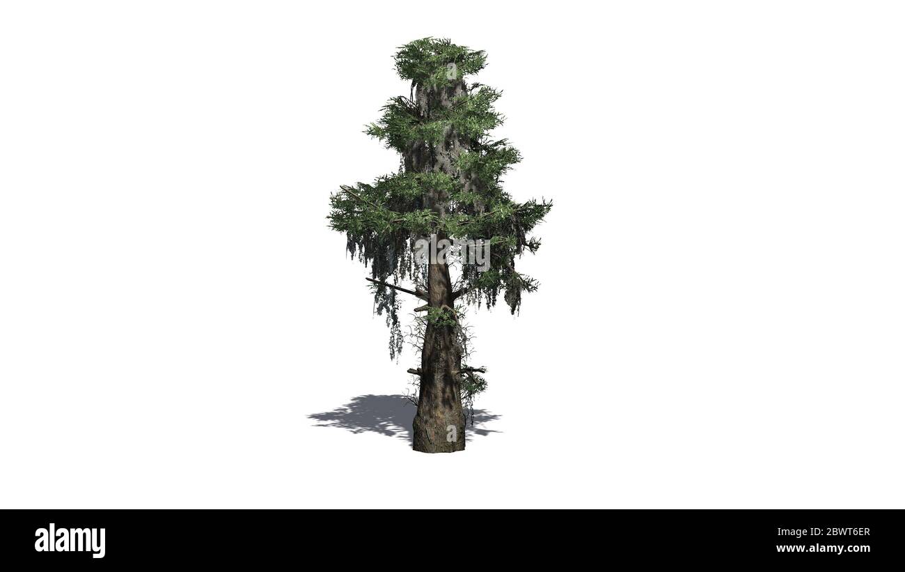 Bald Cypress tree in autumn with shadow on the floor - isolated on ...