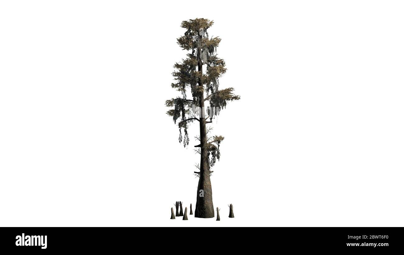 Bald Cypress tree in autumn - isolated on white background Stock Photo ...