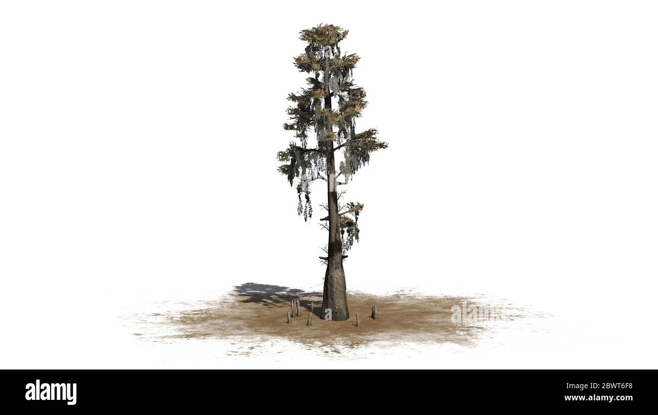 Bald Cypress tree on a sand area - isolated on white background Stock ...