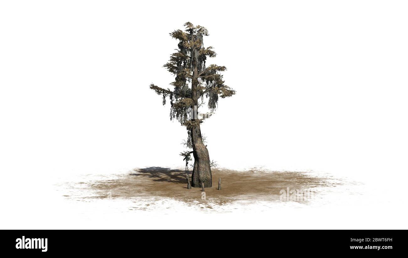 Bald Cypress tree on a sand area - isolated on white background Stock ...