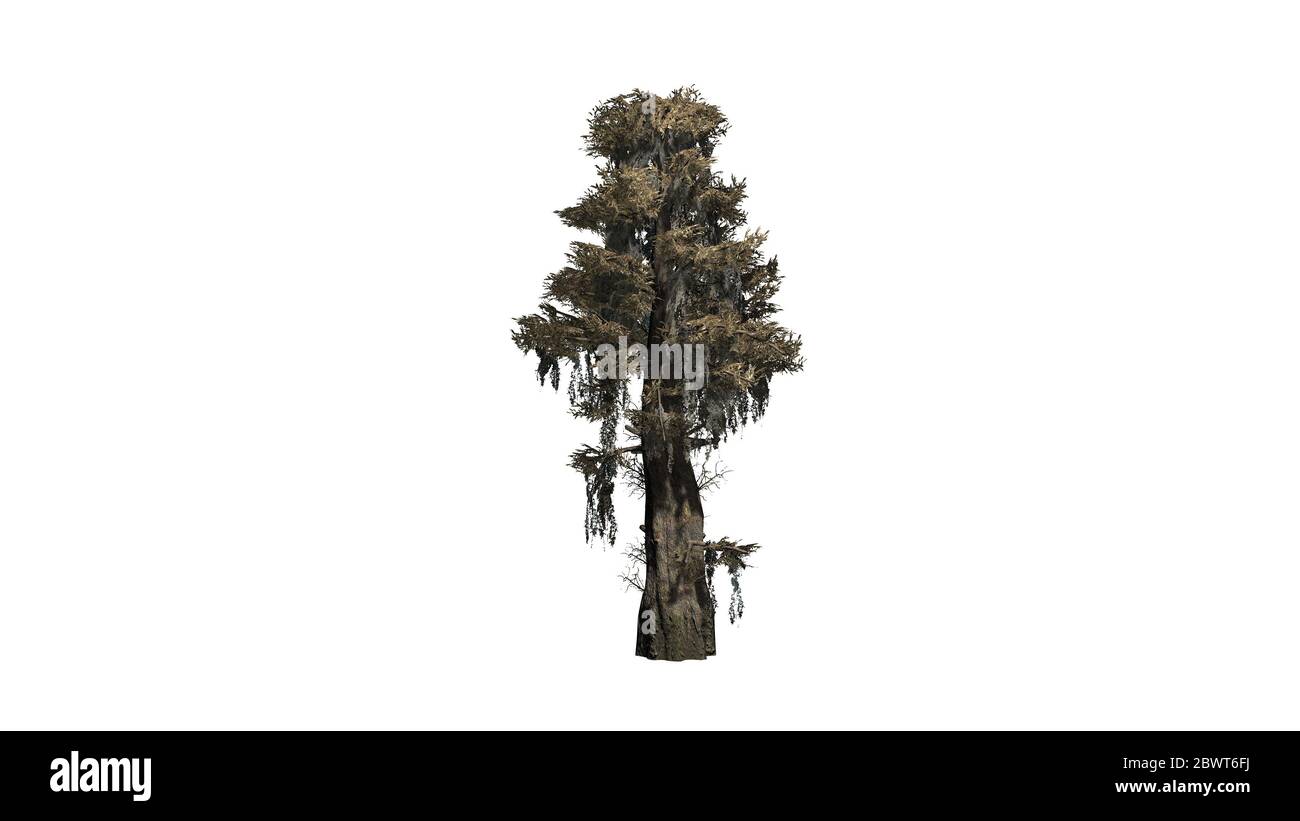 Bald Cypress tree in autumn - isolated on white background Stock Photo ...