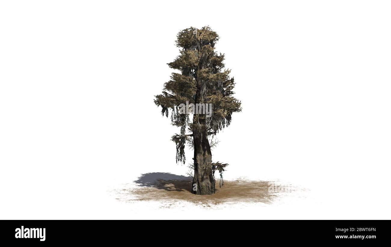 Bald Cypress tree on a sand area - isolated on white background Stock ...