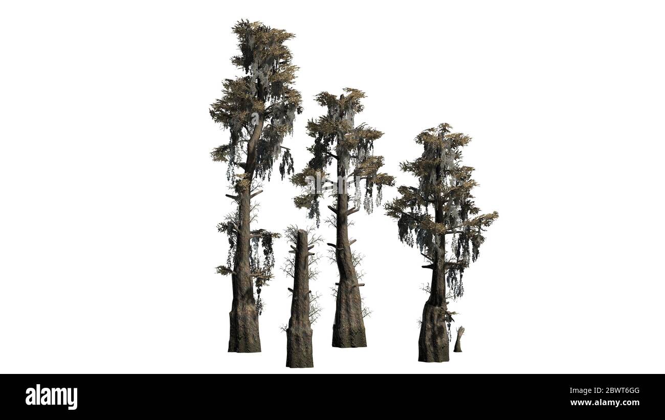 Bald cypress trees Cut Out Stock Images & Pictures - Alamy
