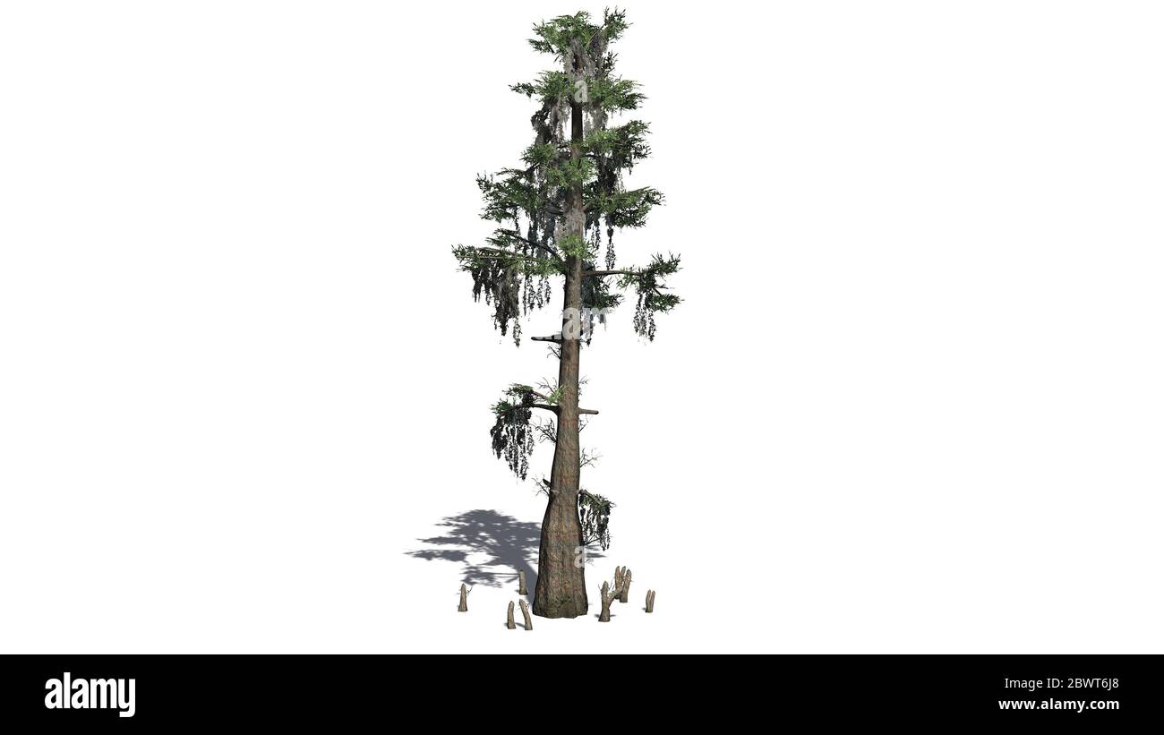 Swamp Cypress Tree Drawing