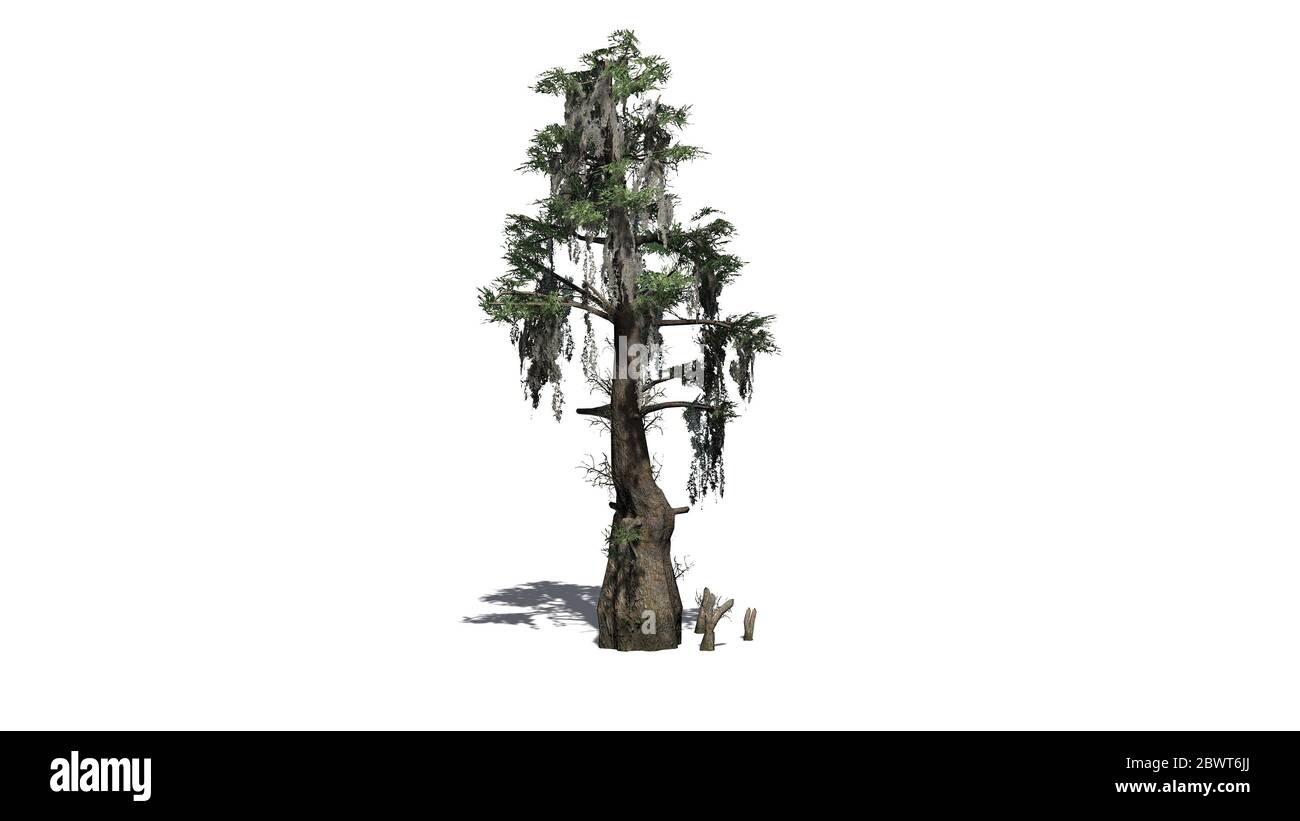 Swamp Cypress Tree Drawing