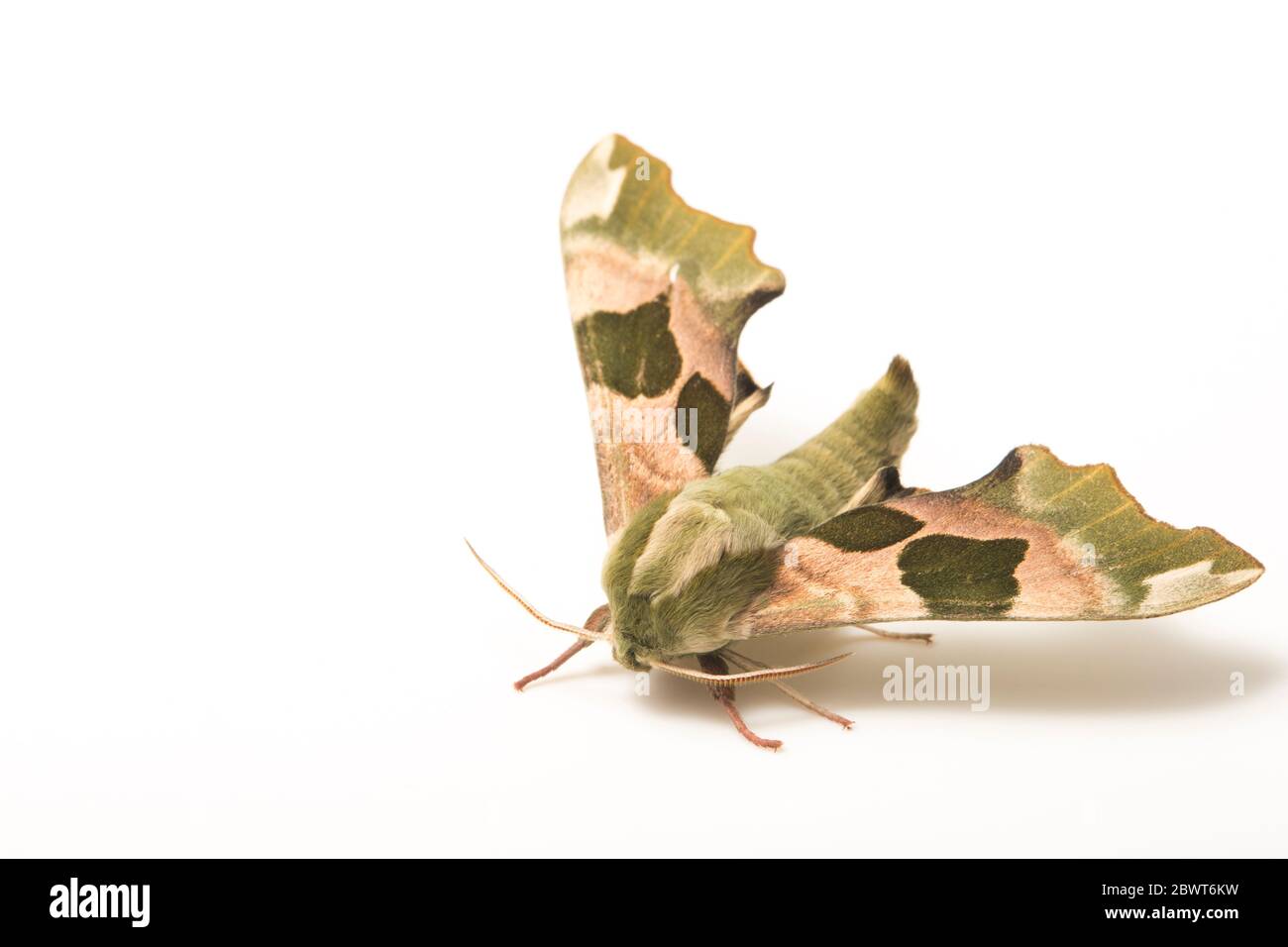 Lime hawk moth england hi-res stock photography and images - Alamy